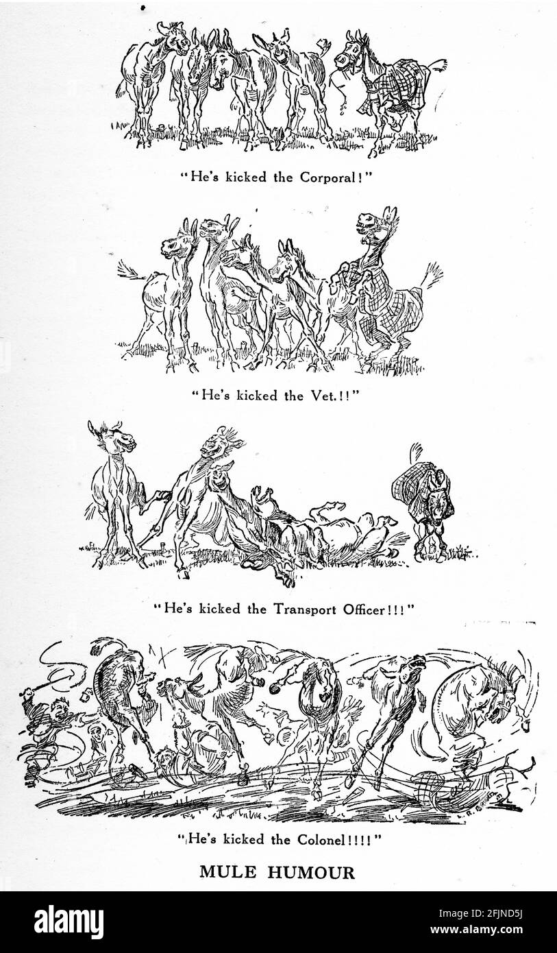 Engraving of a team of mules become more and more amused as one of ...