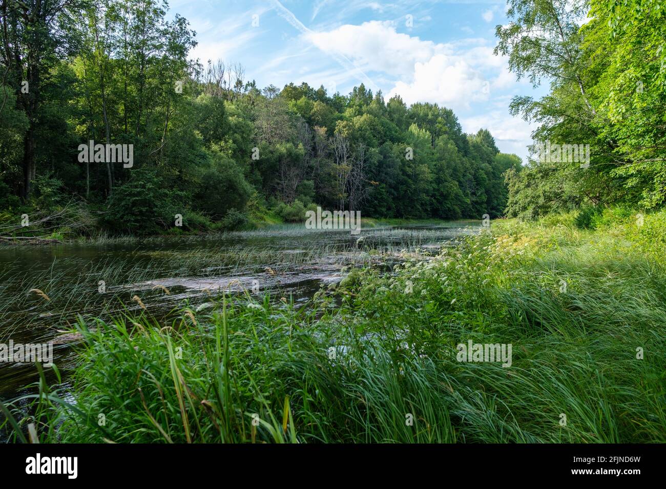slow forest river in summer green woods with rocks in stream and small ...