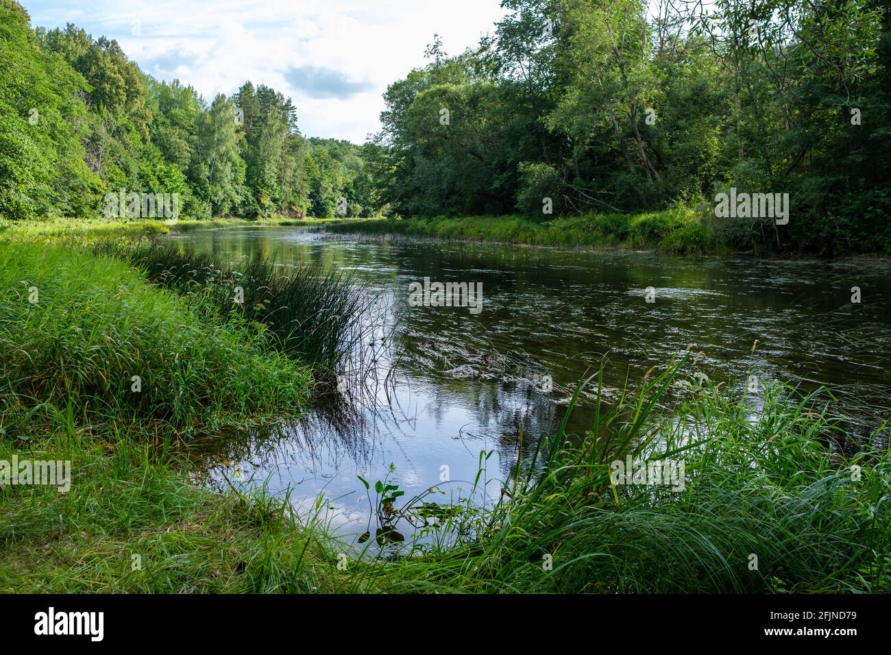 slow forest river in summer green woods with rocks in stream and small ...