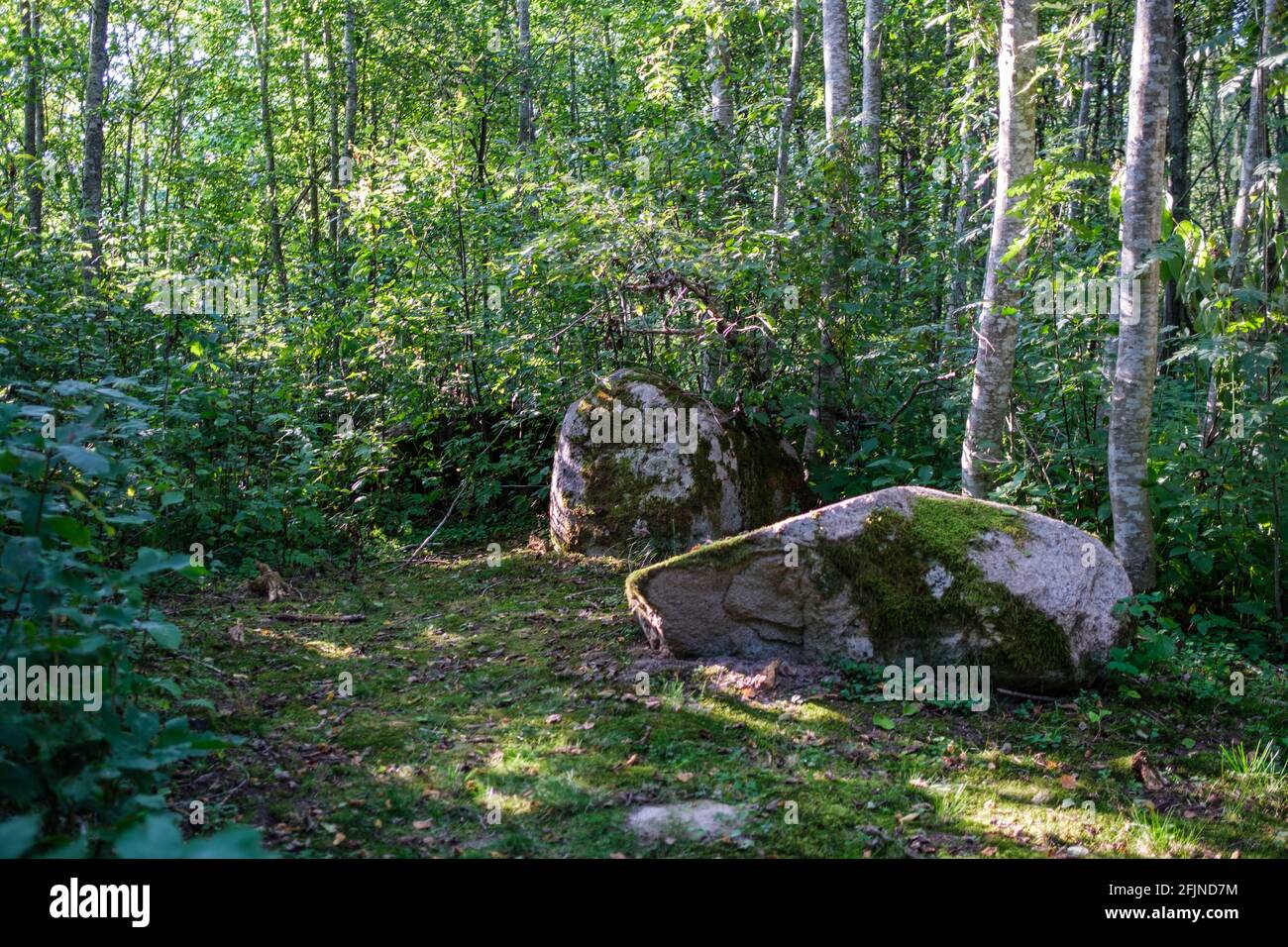 large stones in wild forest with moss and cracks from time Stock Photo ...