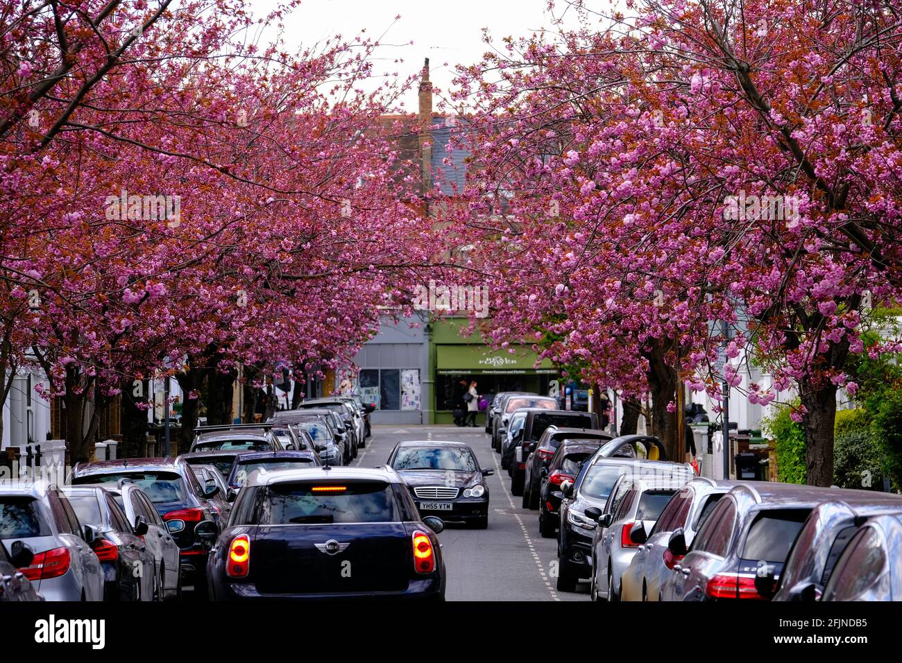 Spring blossom, Linver Road, SW6, London, United Kingdom Stock Photo ...