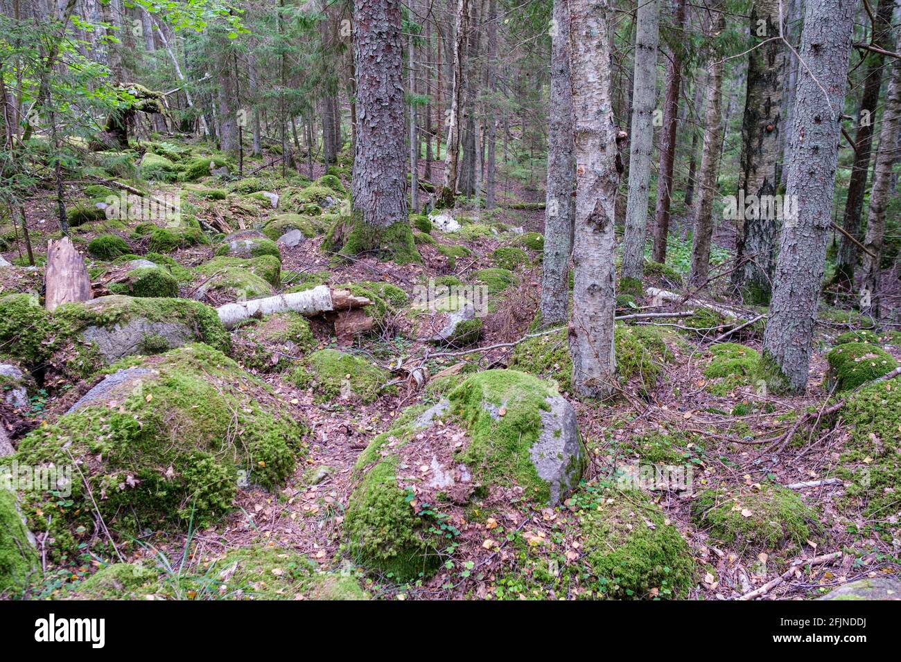 large stones in wild forest with moss and cracks from time Stock Photo ...