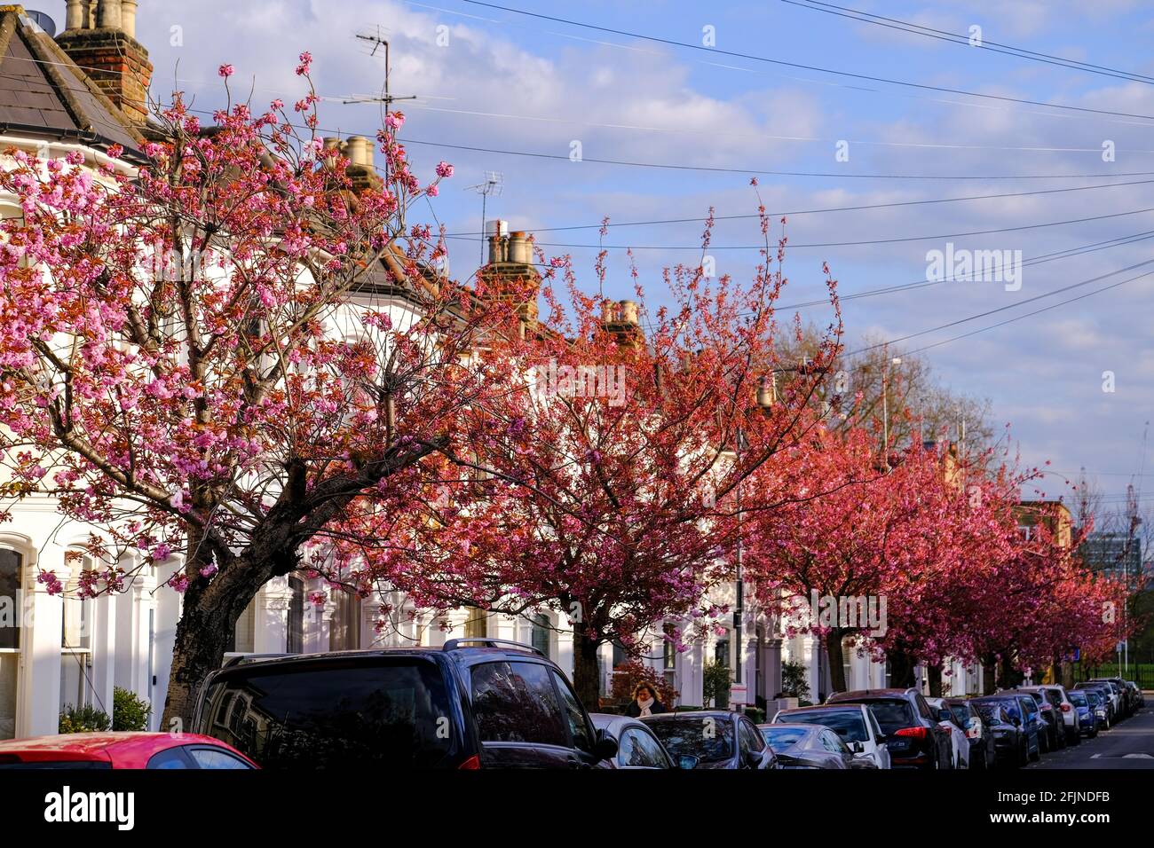 Spring blossom, Linver Road, SW6, London, United Kingdom Stock Photo ...