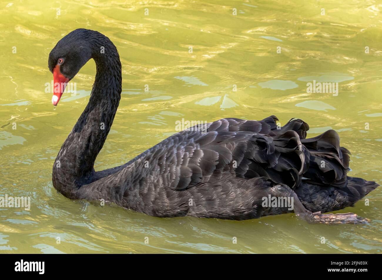 Natural environment swan hi-res stock photography and images - Alamy