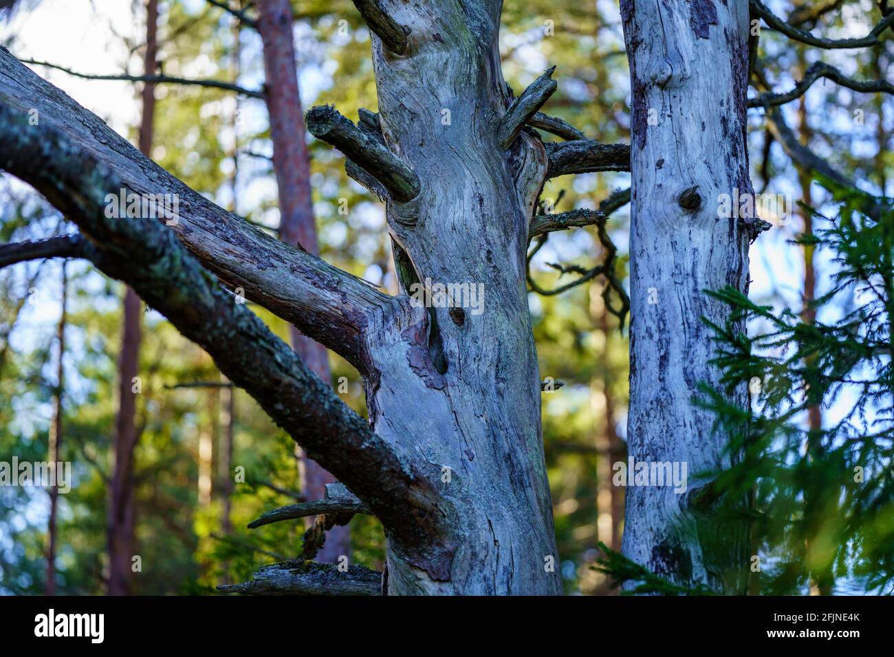 tree trunk textured background in spring forest with bleech colors ...