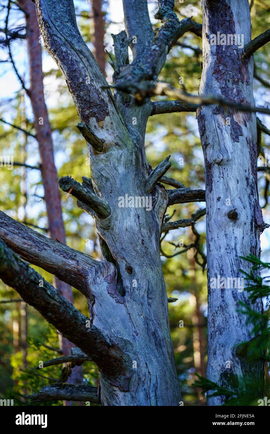 tree trunk textured background in spring forest with bleech colors ...