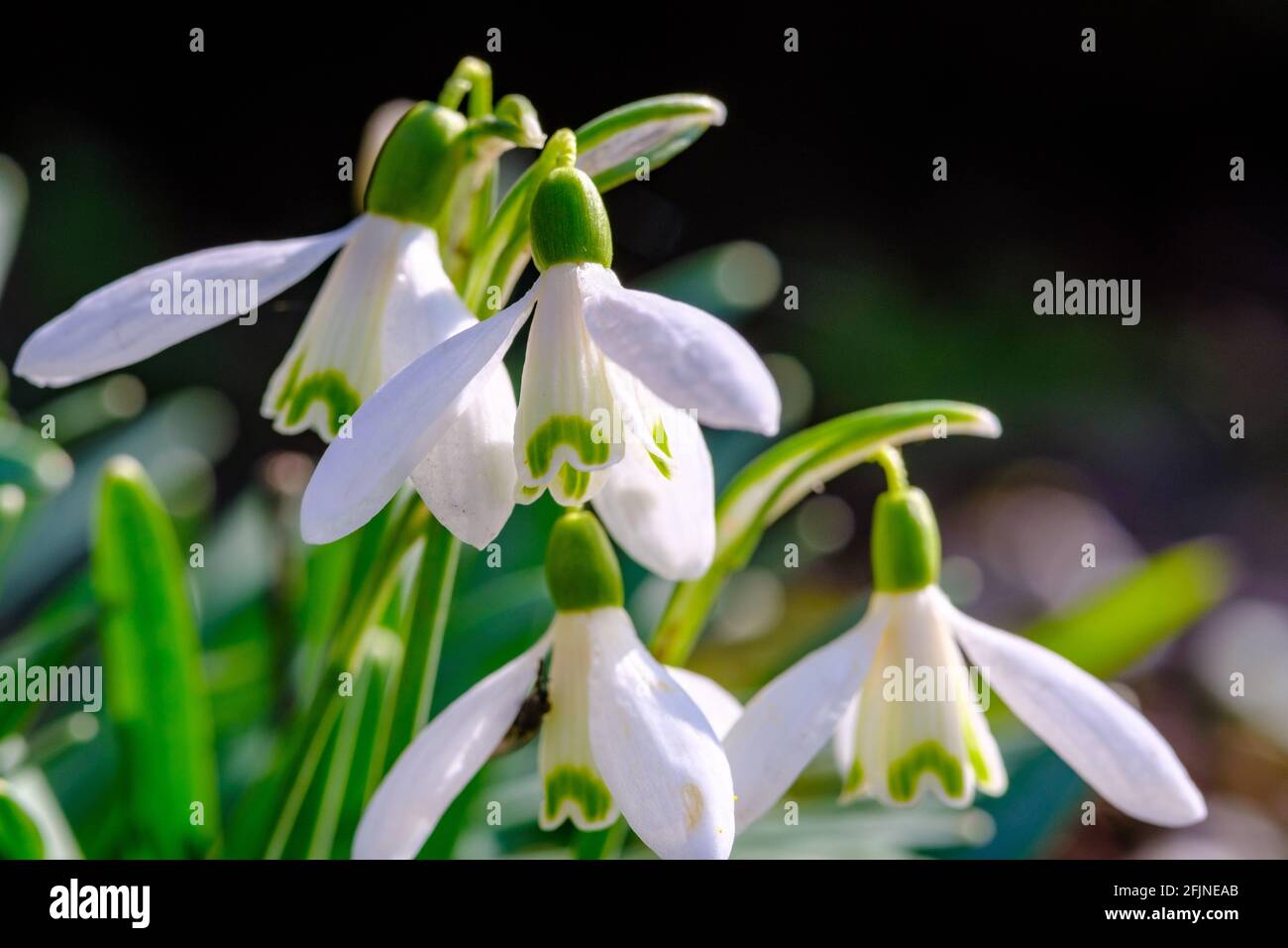 white small spring flowers closeup on green meadow background Stock ...