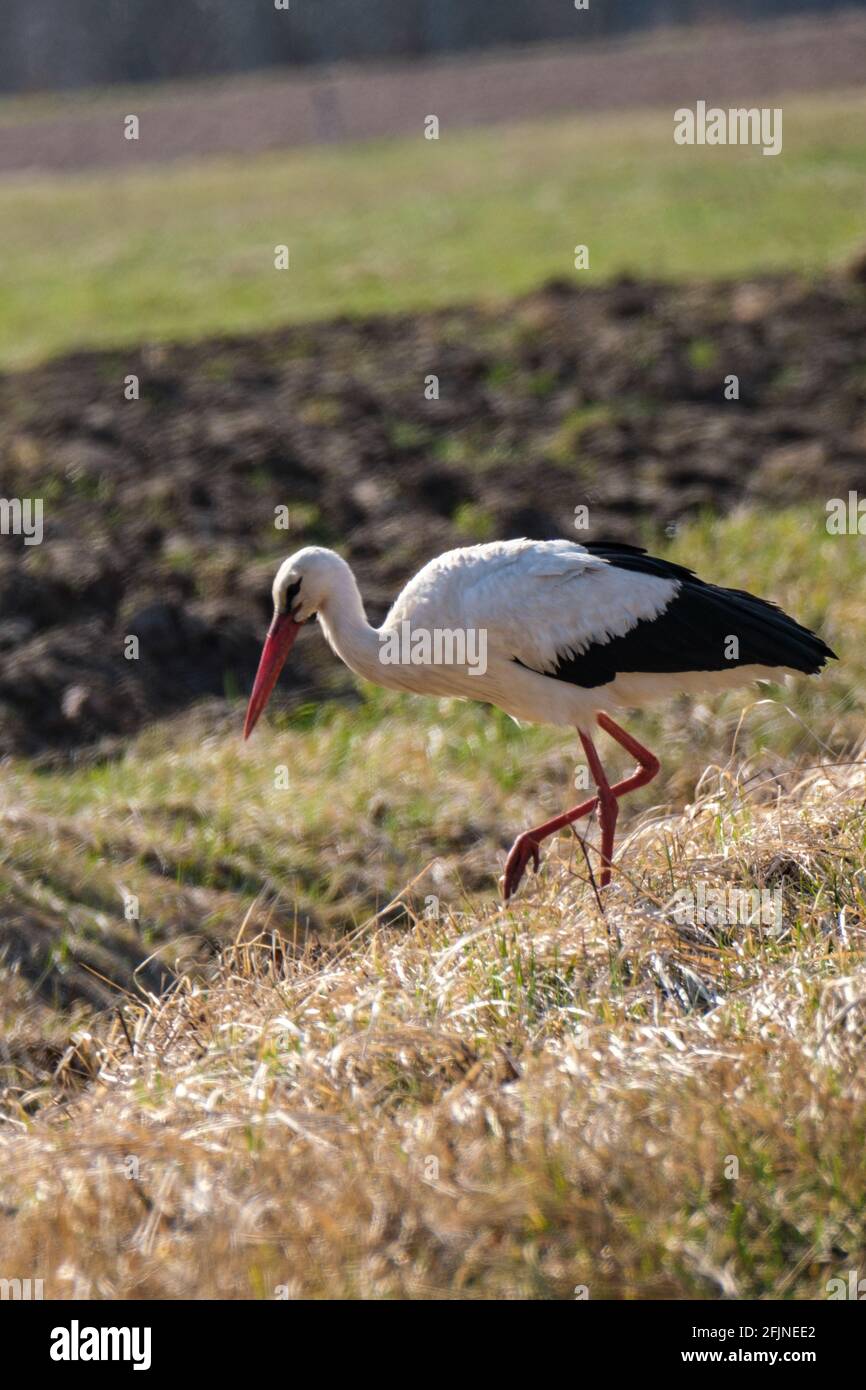 white stork feeding in the field and gathering branches for nest Stock ...