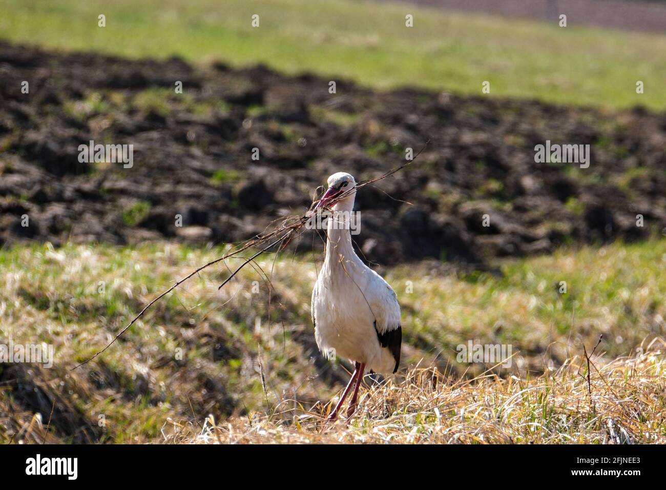 white stork feeding in the field and gathering branches for nest Stock ...