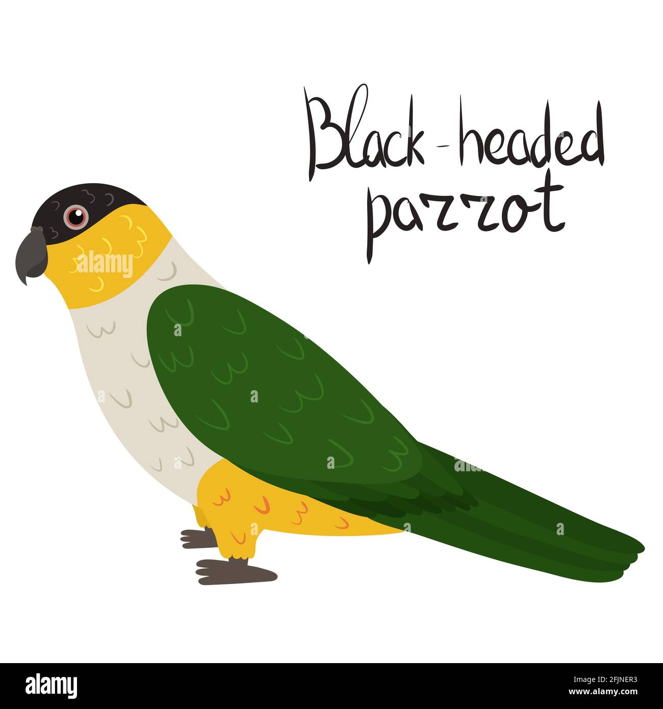 Black-headed parrot in cartoon style on white background. Vector hand ...