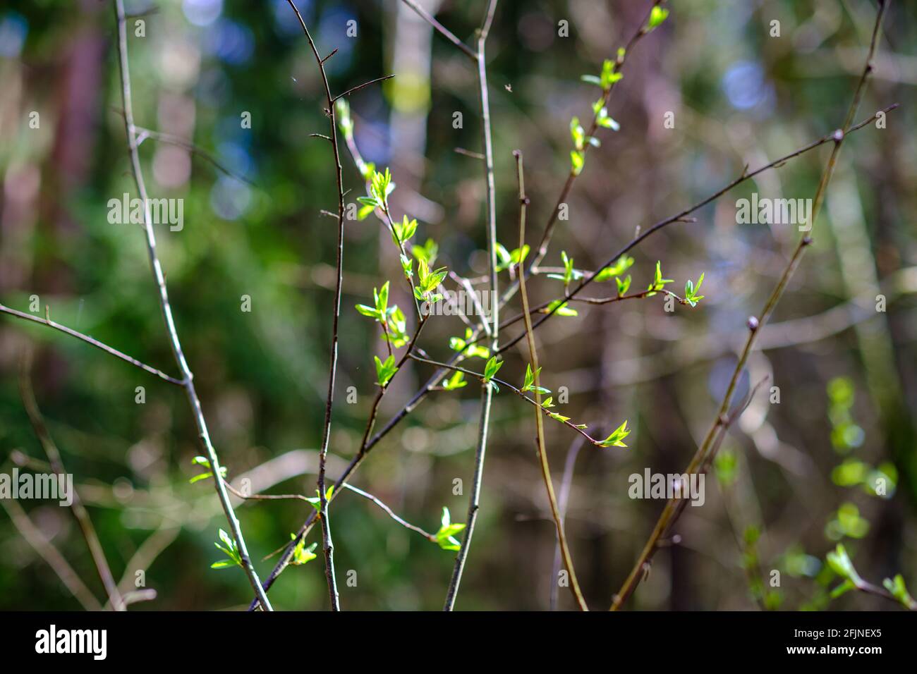 small tree branches in spring on neutral blur background. abstract with ...