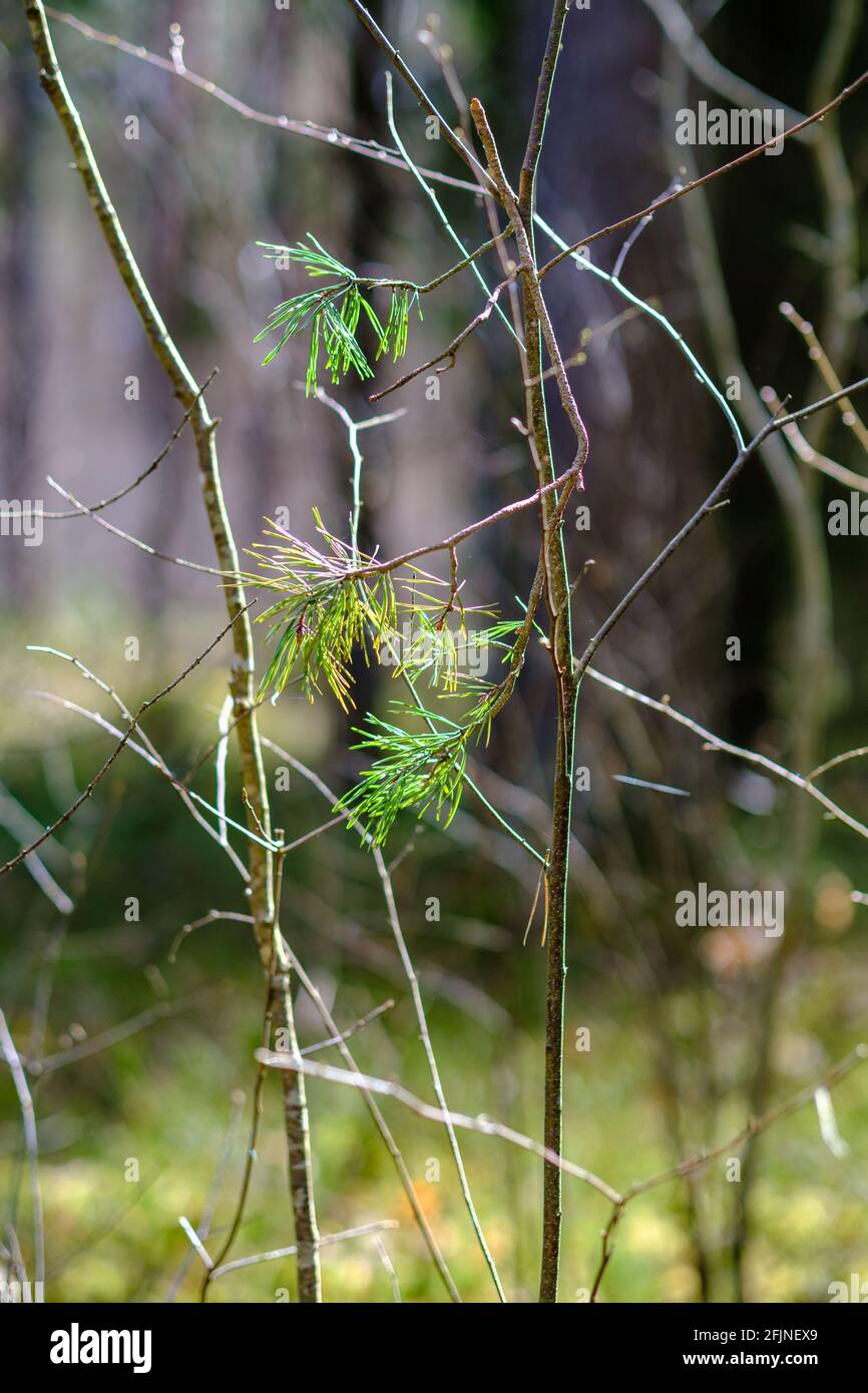 small tree branches in spring on neutral blur background. abstract with ...