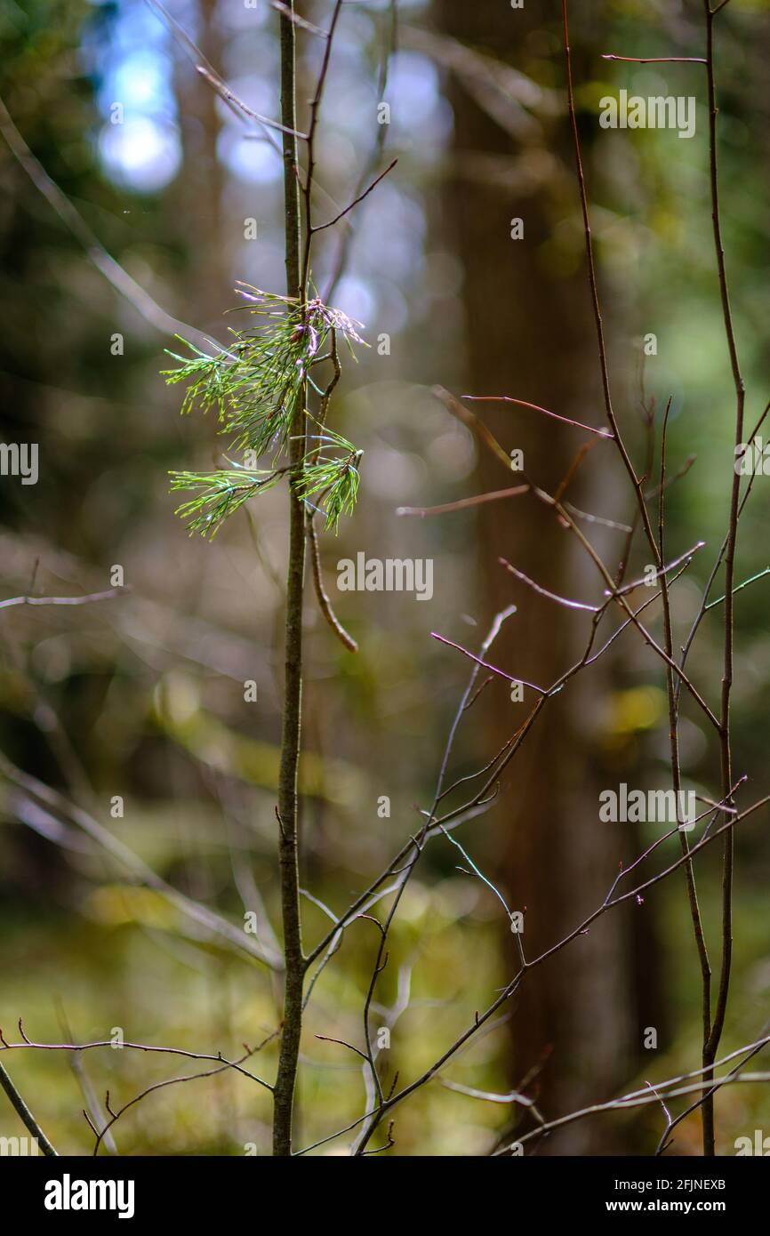 small tree branches in spring on neutral blur background. abstract with ...