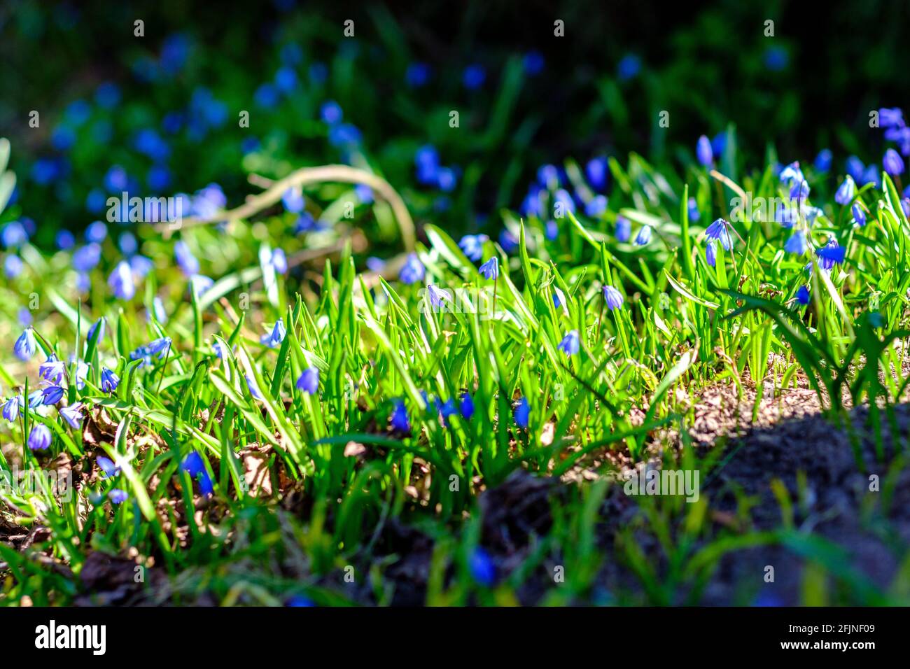 green summer meadow abstract texture with flowers and grass Stock Photo ...