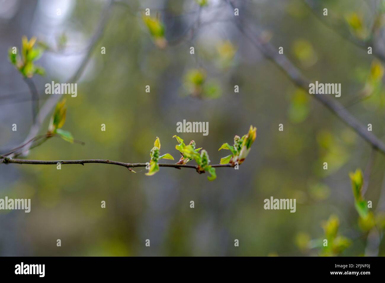 small tree branches in spring on neutral blur background. abstract with ...
