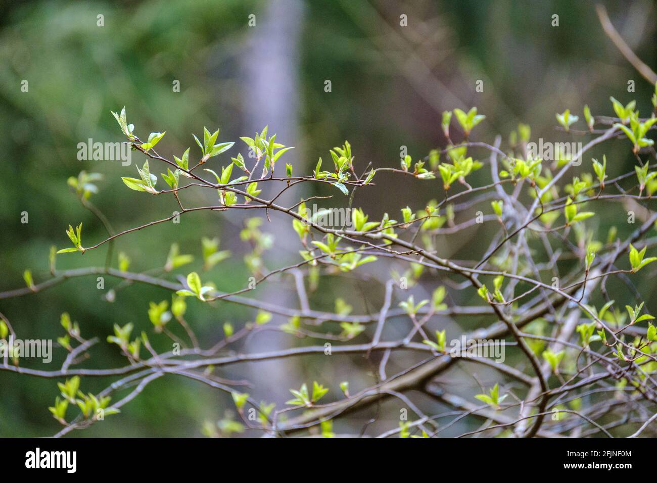 small tree branches in spring on neutral blur background. abstract with ...