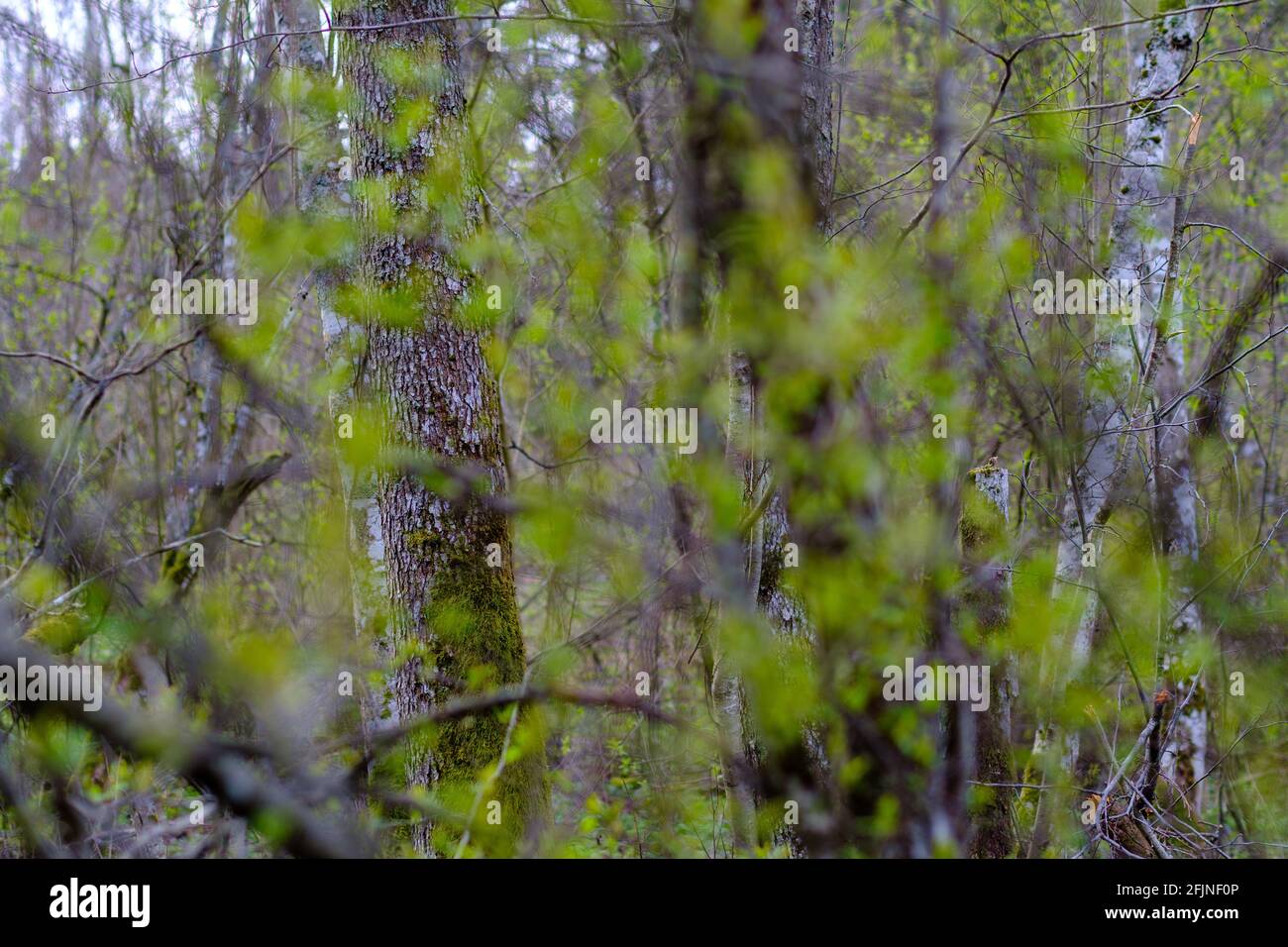small tree branches in spring on neutral blur background. abstract with ...