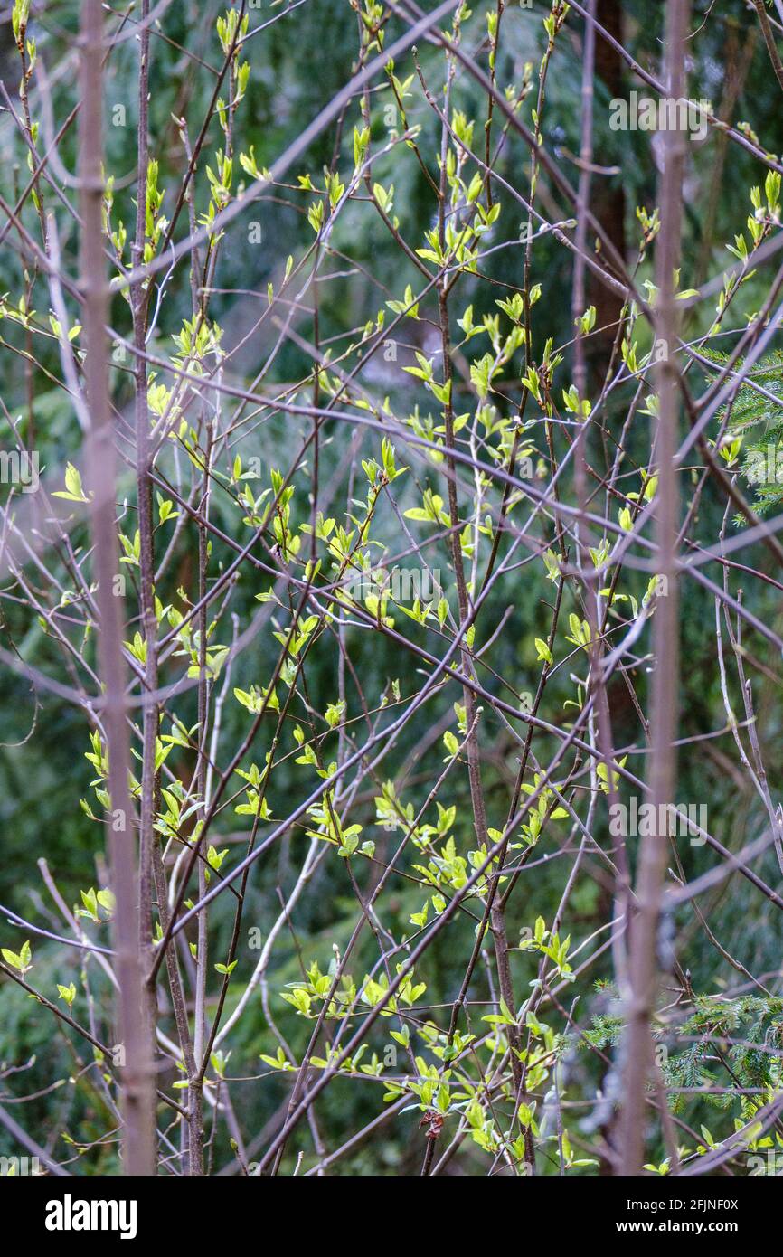 small tree branches in spring on neutral blur background. abstract with ...