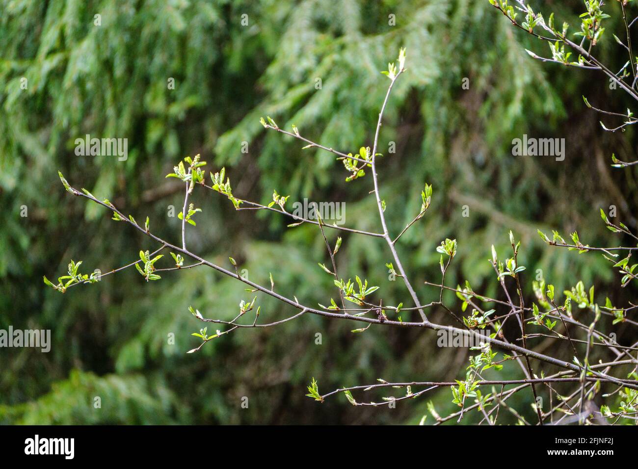 small tree branches in spring on neutral blur background. abstract with ...