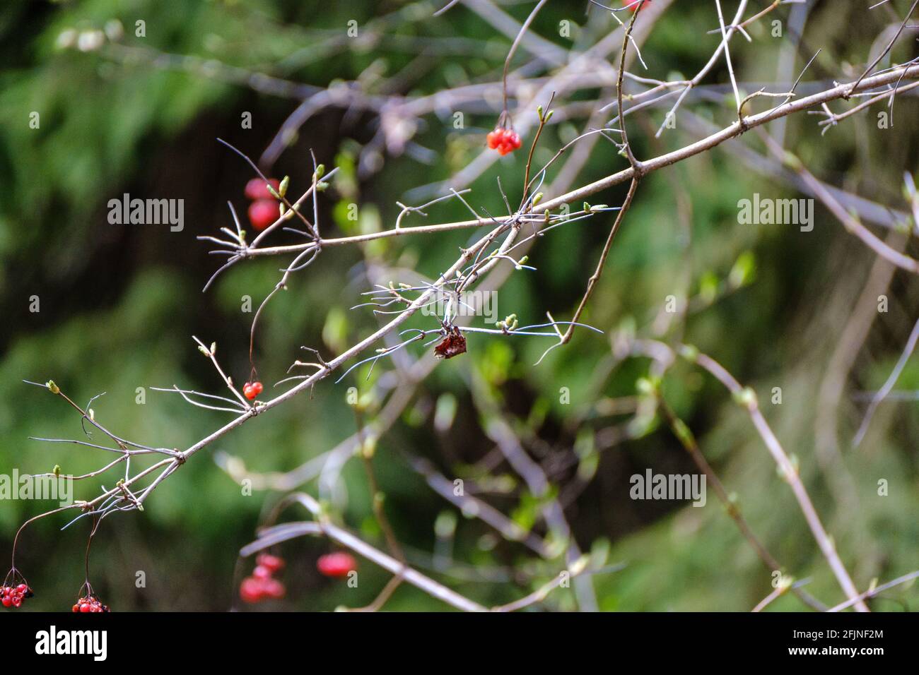 small tree branches in spring on neutral blur background. abstract with ...