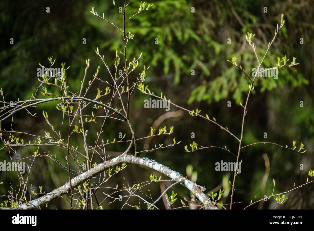 small tree branches in spring on neutral blur background. abstract with ...