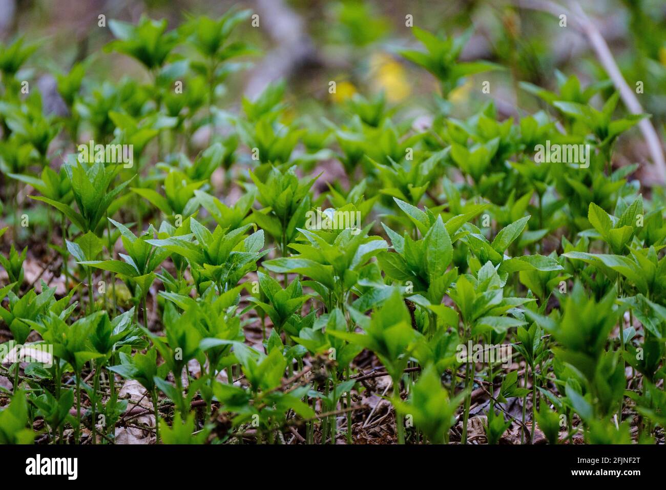 green summer meadow abstract texture with flowers and grass Stock Photo ...