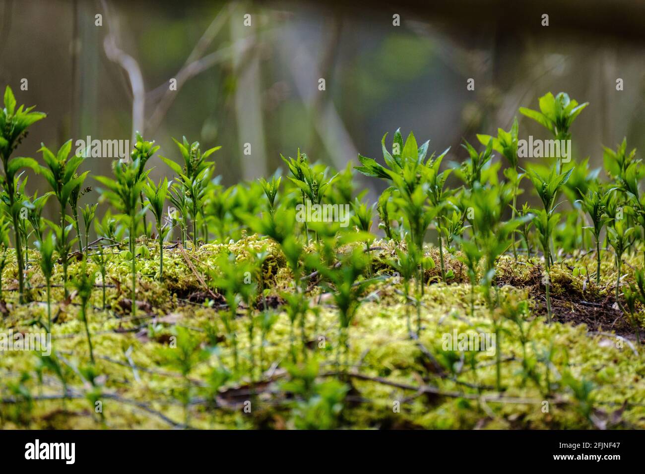 green summer meadow abstract texture with flowers and grass Stock Photo ...