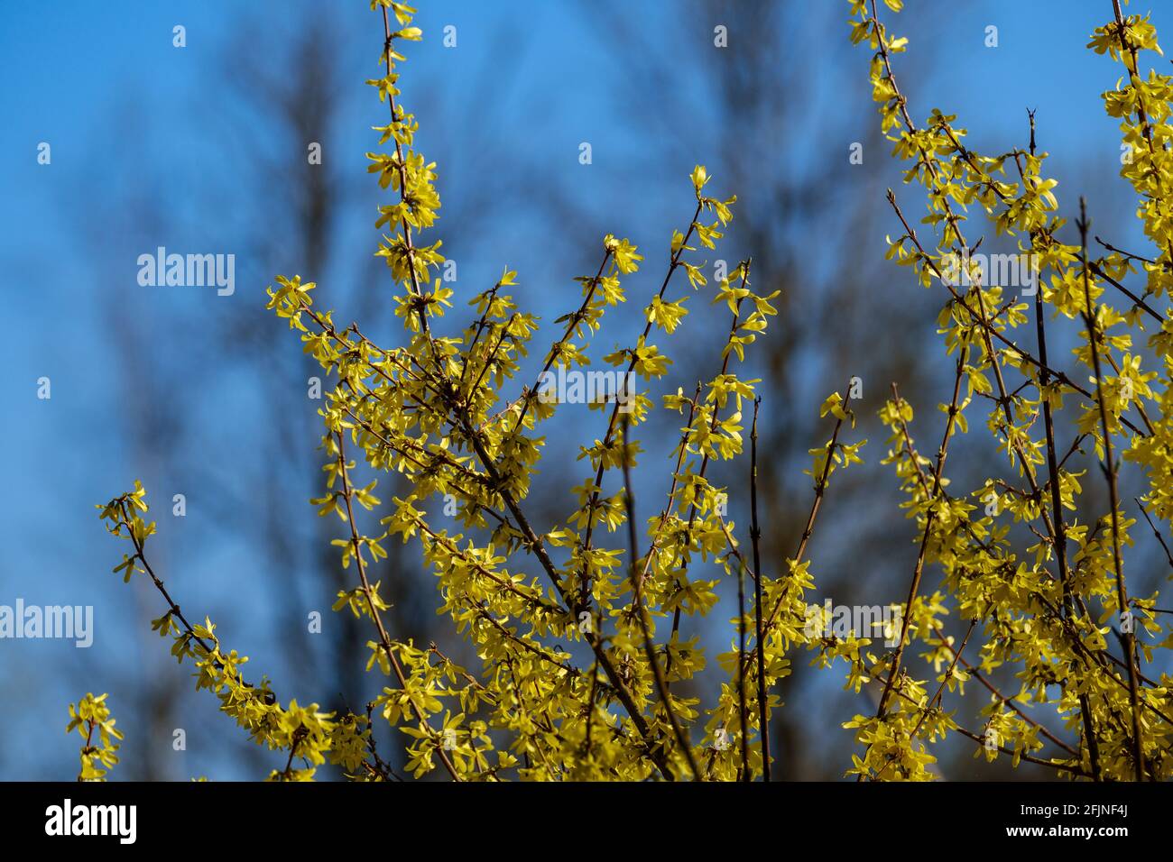small tree branches in spring on neutral blur background. abstract with ...