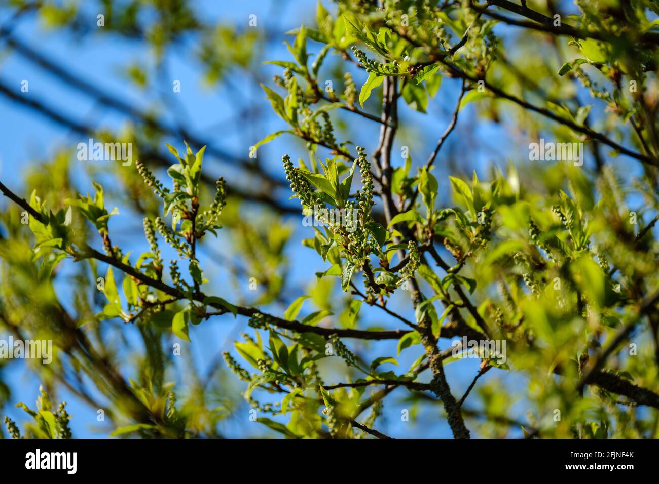 small tree branches in spring on neutral blur background. abstract with ...