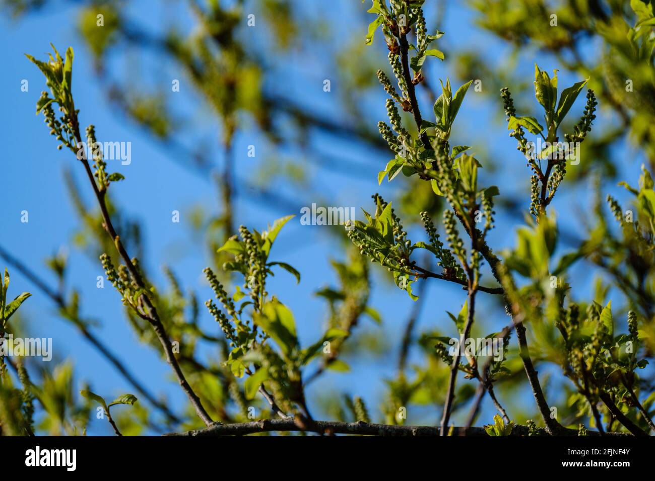 small tree branches in spring on neutral blur background. abstract with ...