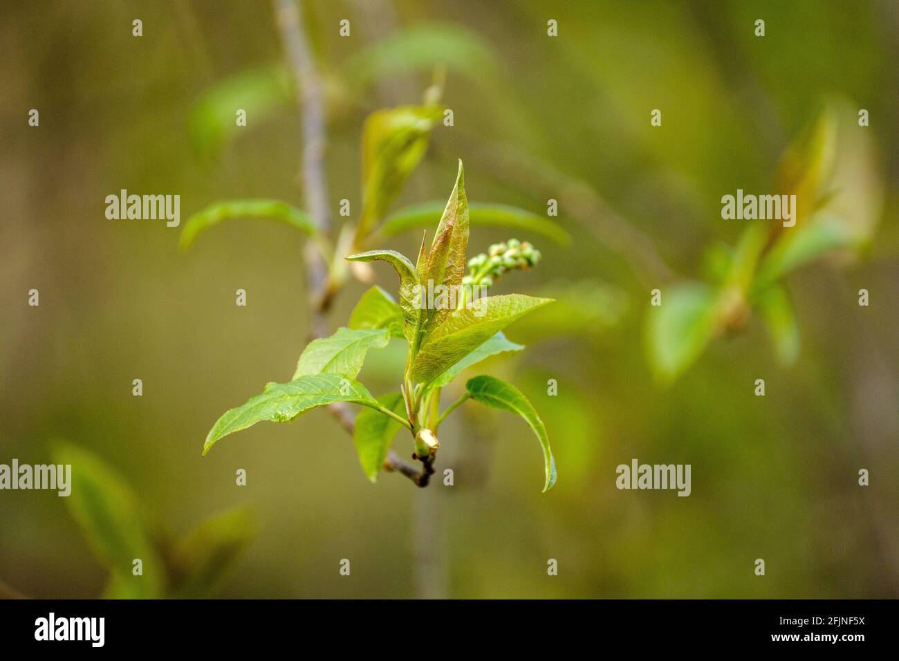 small tree branches in spring on neutral blur background. abstract with ...