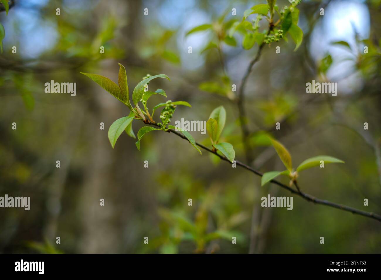 small tree branches in spring on neutral blur background. abstract with ...