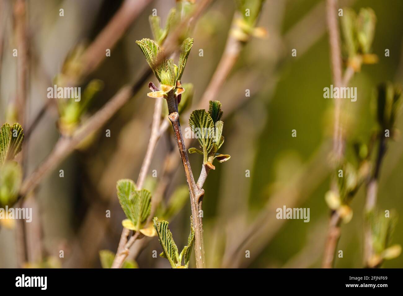 small tree branches in spring on neutral blur background. abstract with ...