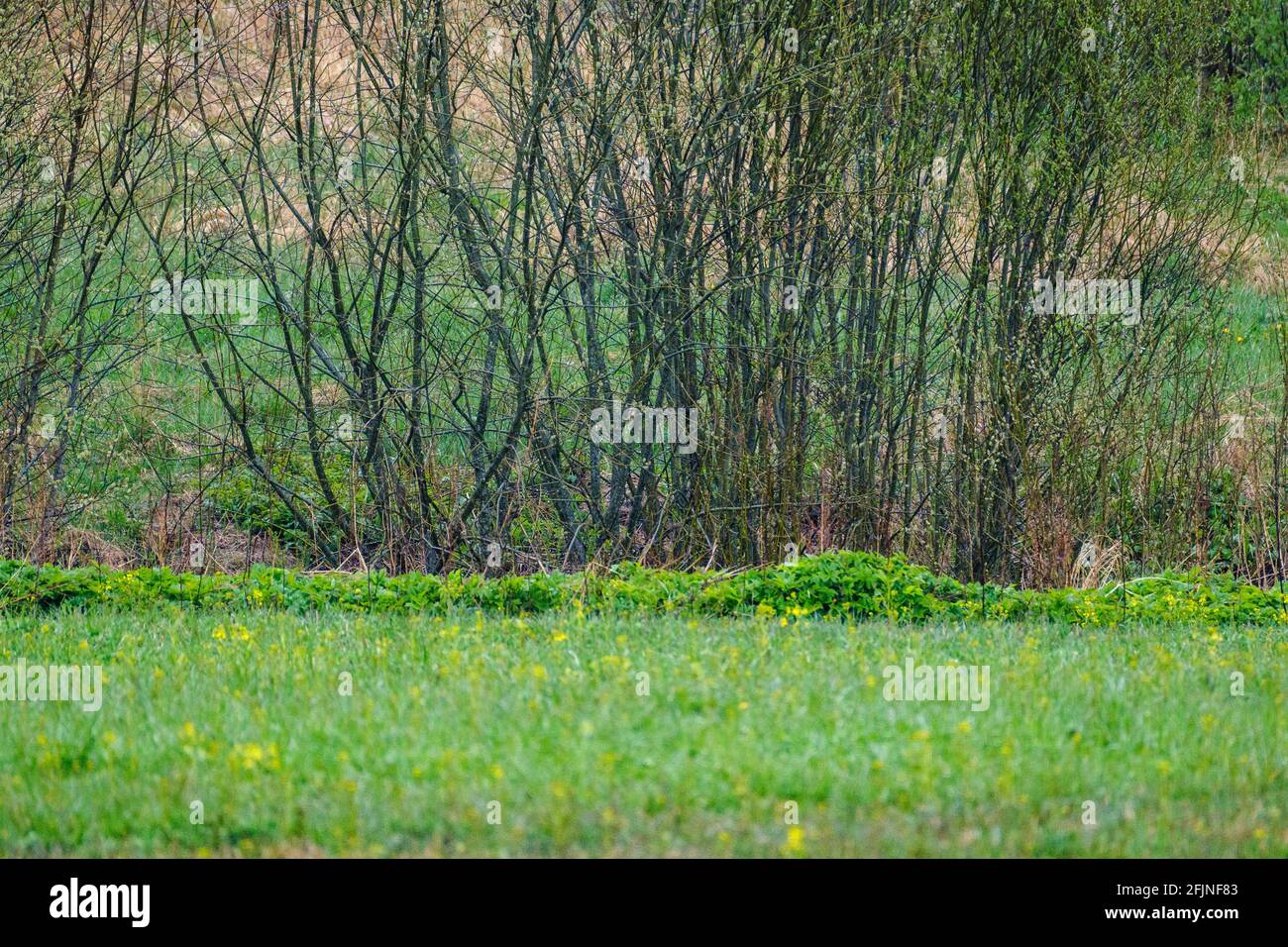 green summer meadow abstract texture with flowers and grass Stock Photo ...