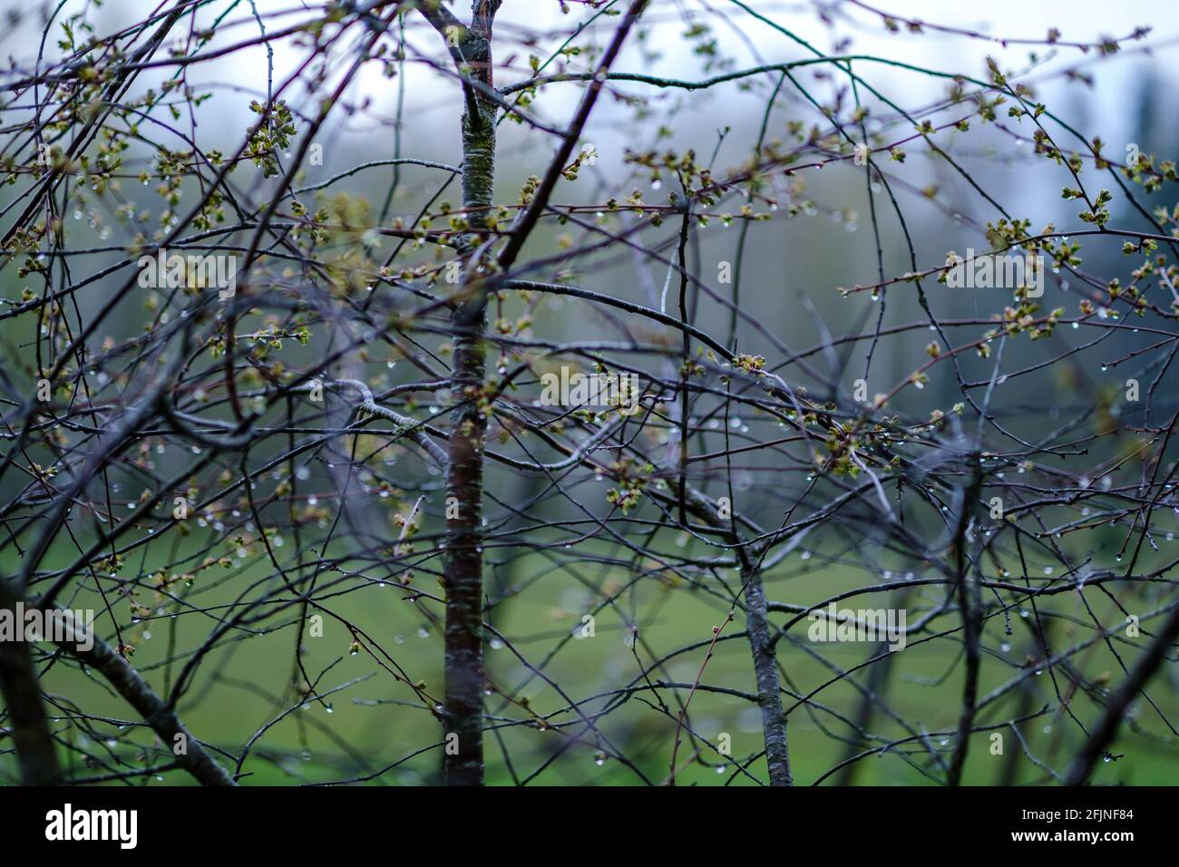 small tree branches in spring on neutral blur background. abstract with ...