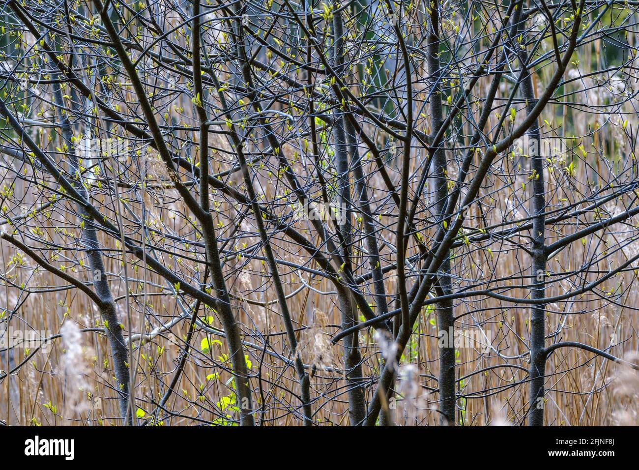 small tree branches in spring on neutral blur background. abstract with ...