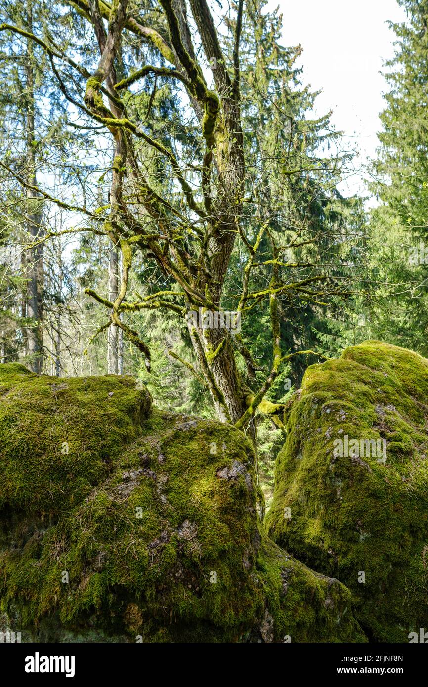 large stones in wild forest with moss and cracks from time Stock Photo ...