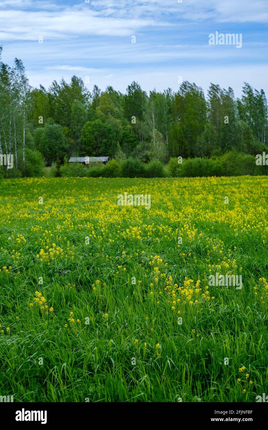 green summer meadow abstract texture with flowers and grass Stock Photo ...