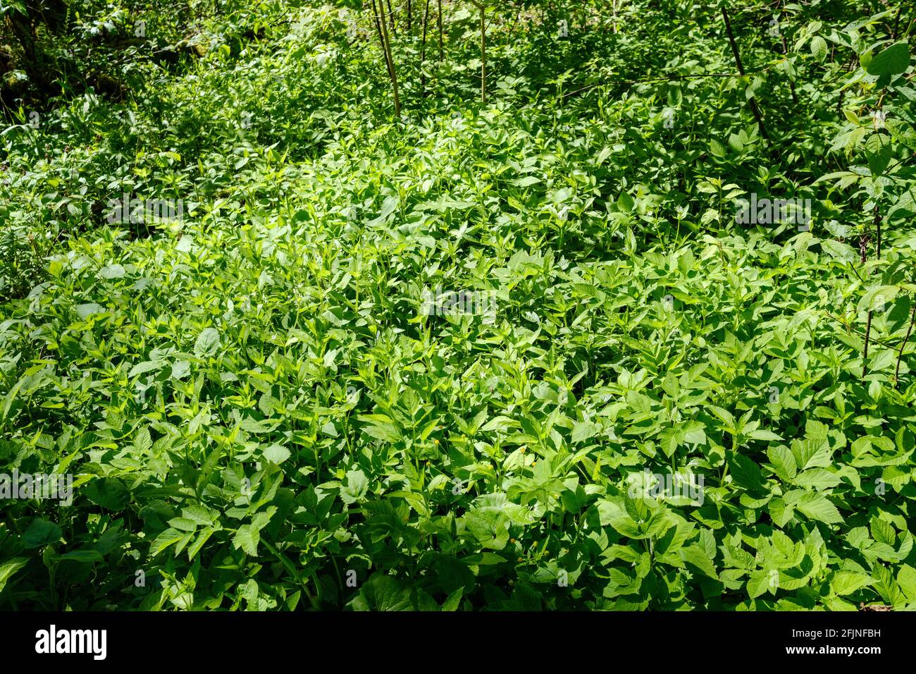 green summer meadow abstract texture with flowers and grass Stock Photo ...
