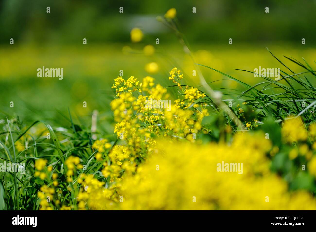 green summer meadow abstract texture with flowers and grass Stock Photo ...