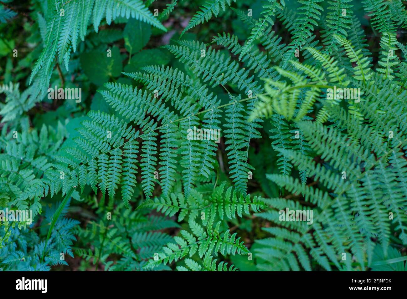 green summer meadow abstract texture with flowers and grass Stock Photo ...
