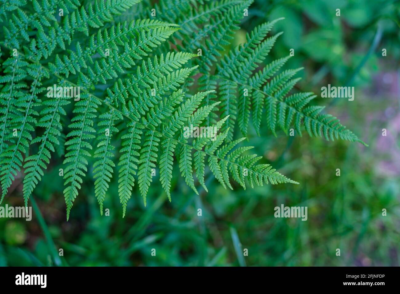 green summer meadow abstract texture with flowers and grass Stock Photo ...