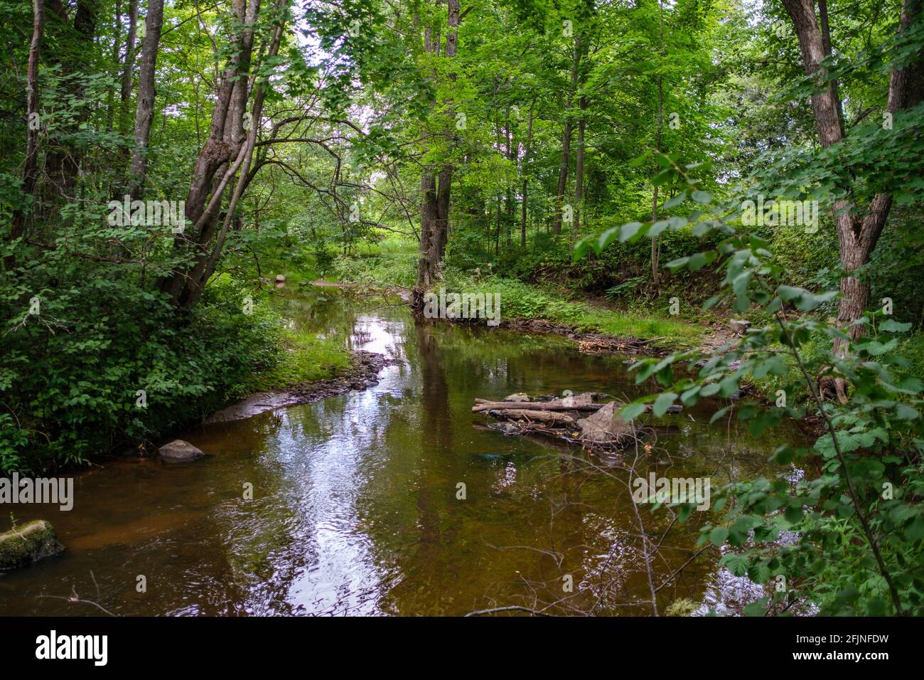 slow forest river in summer green woods with rocks in stream and small ...