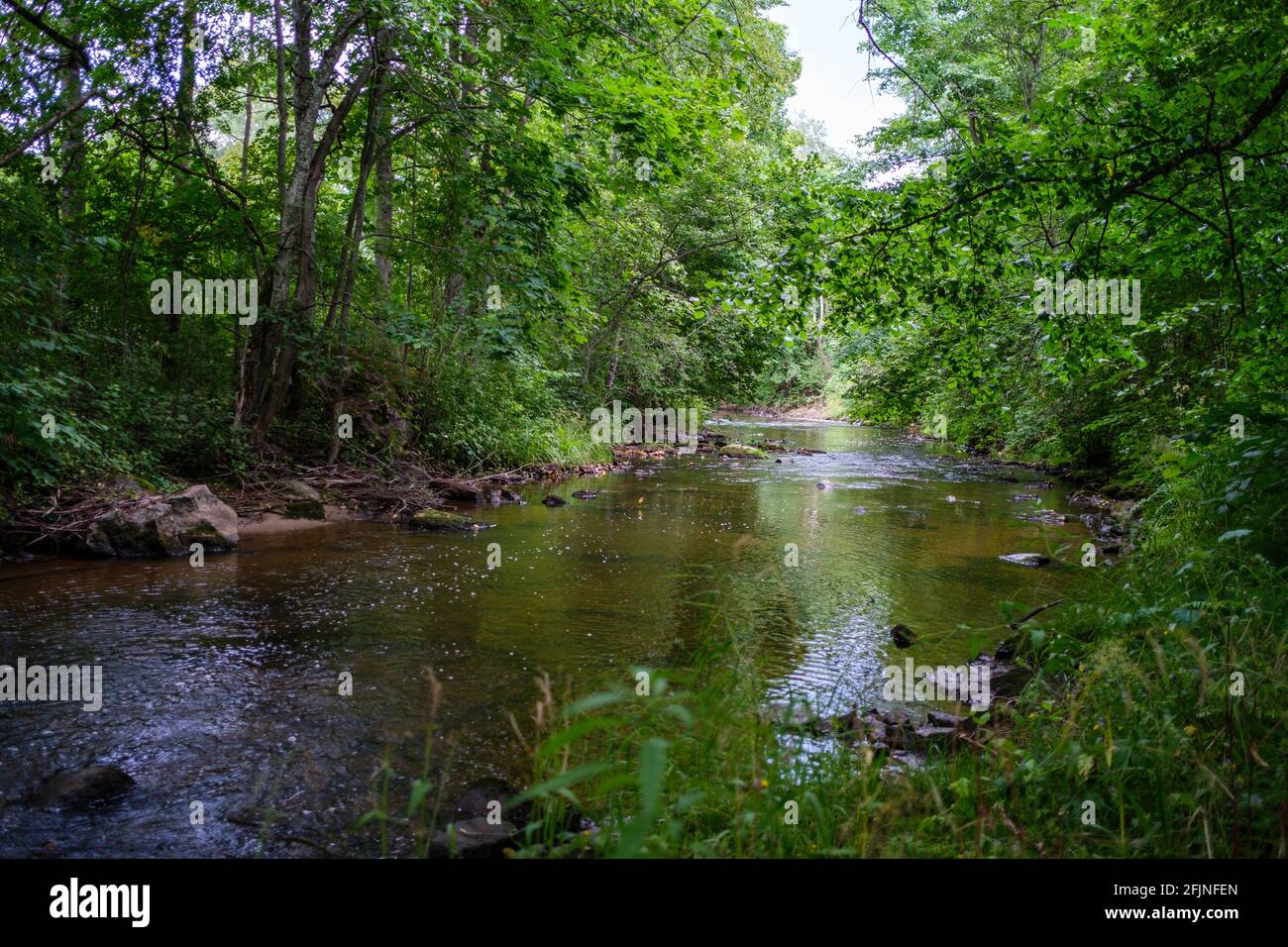 slow forest river in summer green woods with rocks in stream and small ...