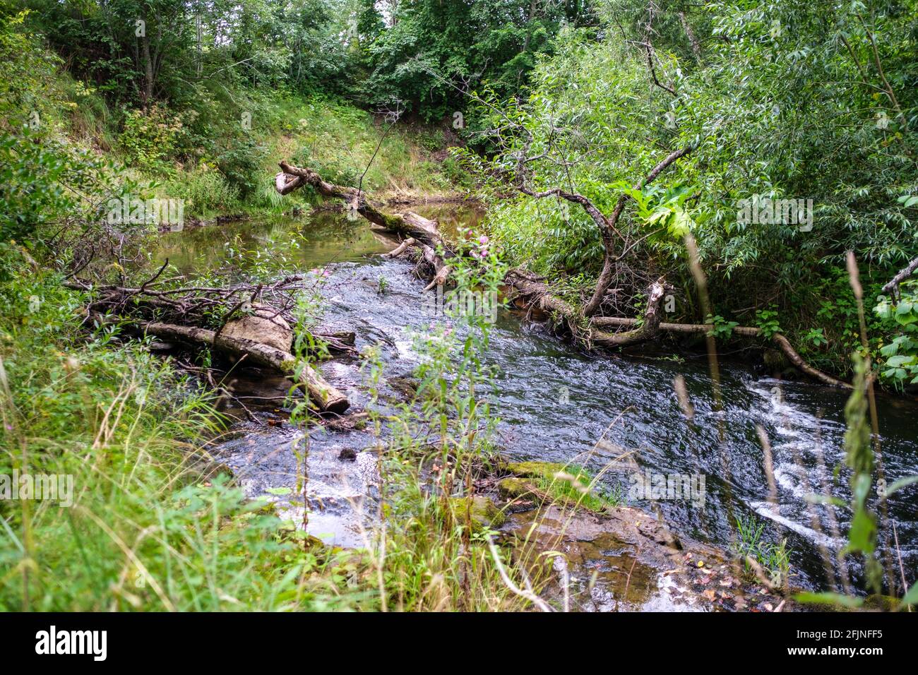 slow forest river in summer green woods with rocks in stream and small ...