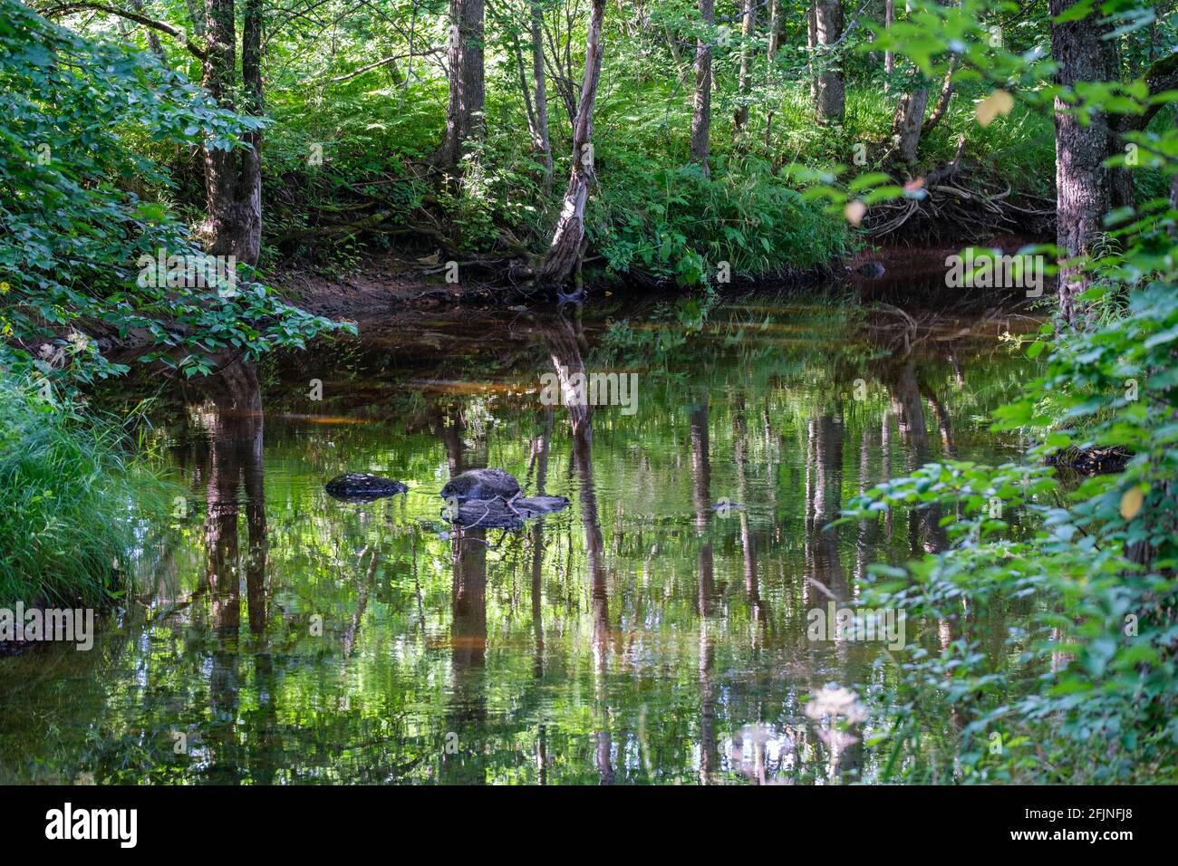 slow forest river in summer green woods with rocks in stream and small ...