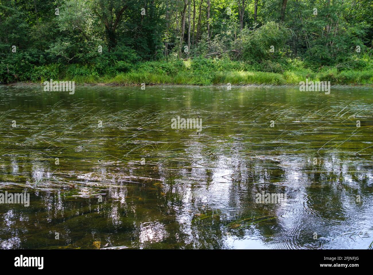 slow forest river in summer green woods with rocks in stream and small ...
