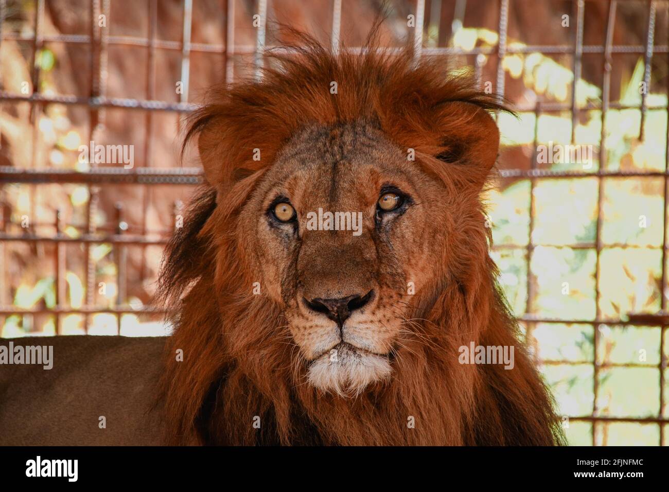 Predator cage lion cage hi-res stock photography and images - Alamy