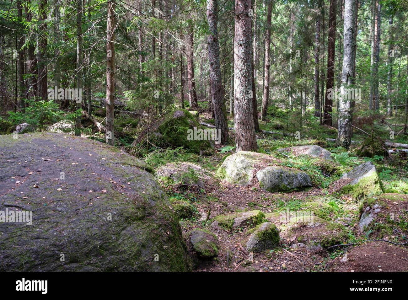 large stones in wild forest with moss and cracks from time Stock Photo ...