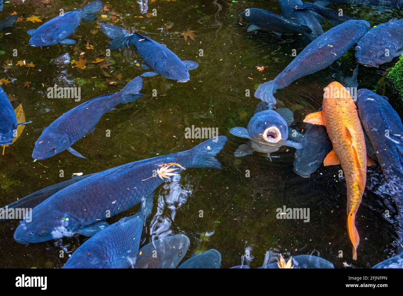 A top view of the golden and blue fish swimming in the pond in the park ...